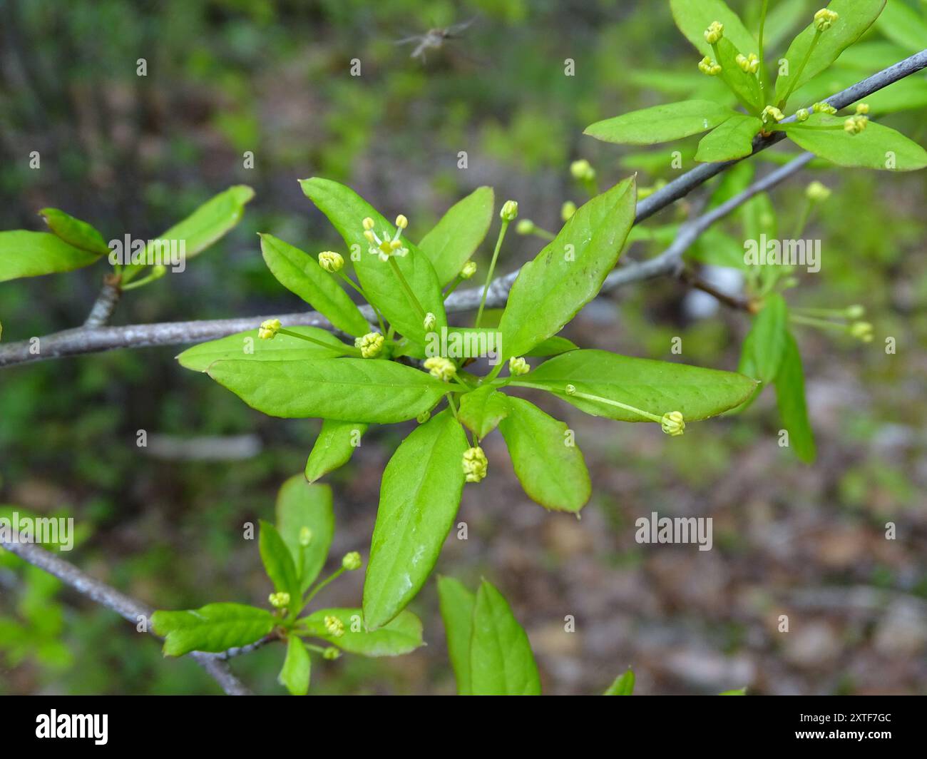 Mountain holly (Ilex mucronata) Plantae Stock Photo - Alamy