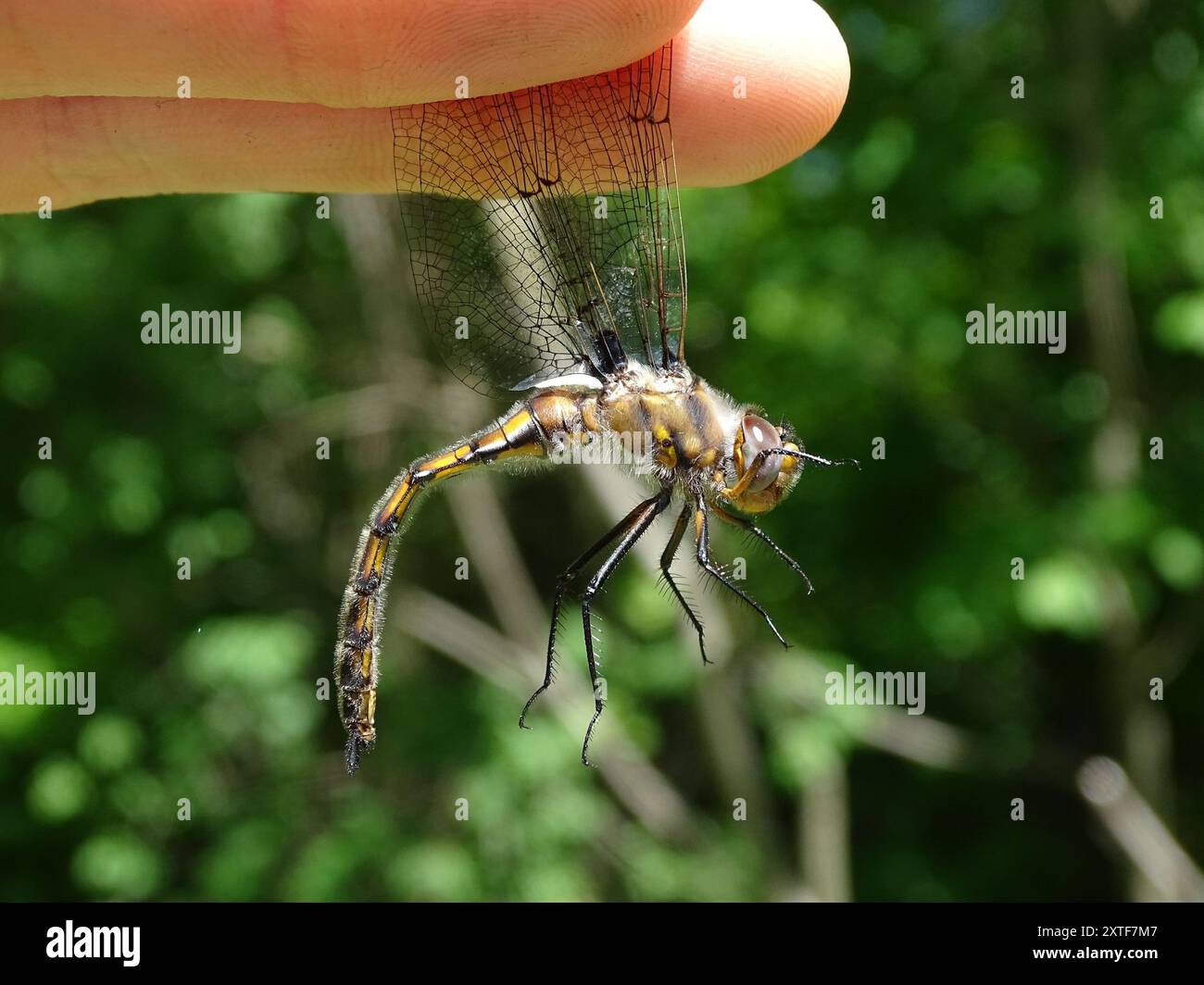 Beaverpond Baskettail (Epitheca canis) Insecta Stock Photo - Alamy