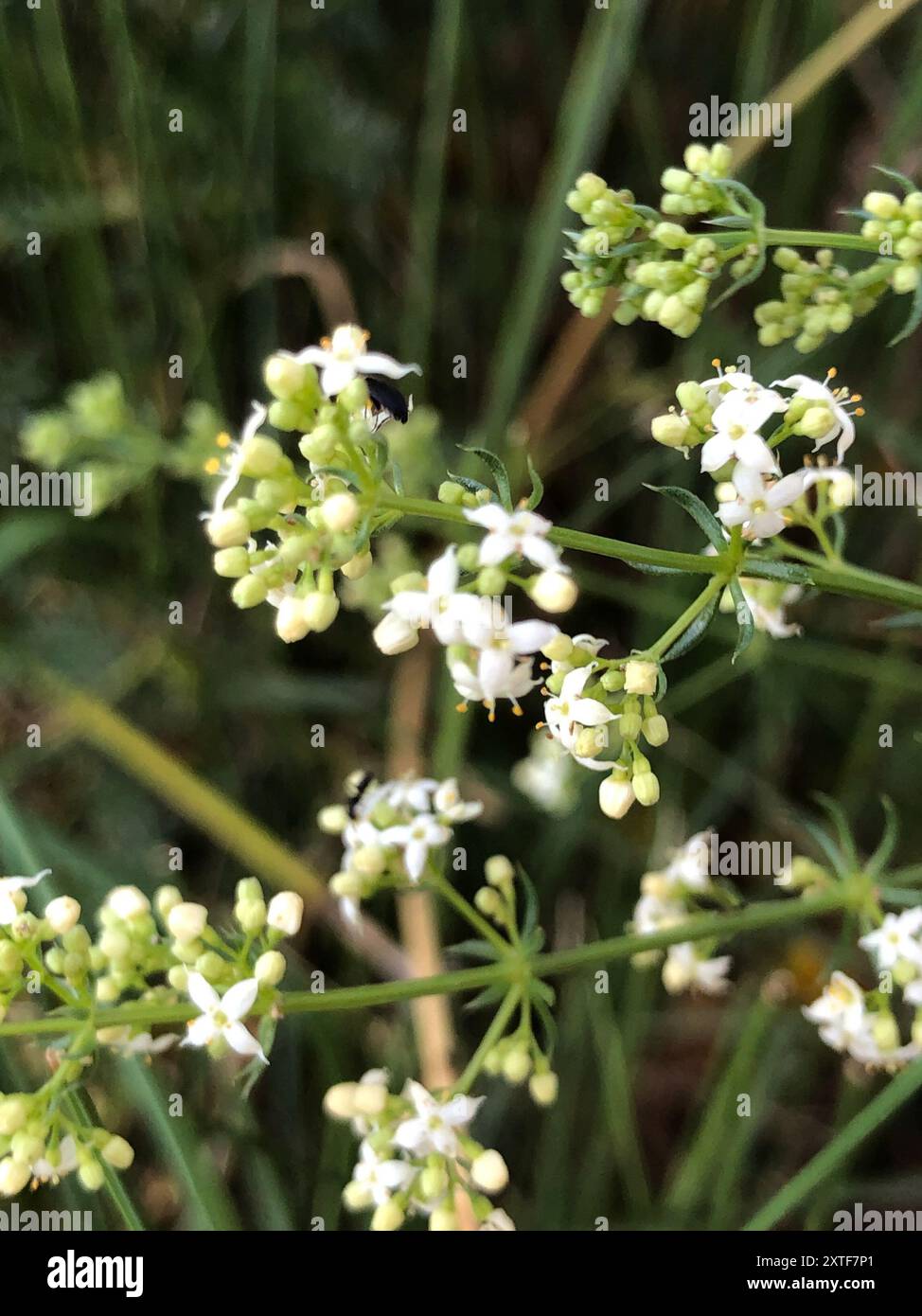 white bedstraw (Galium album) Plantae Stock Photo - Alamy