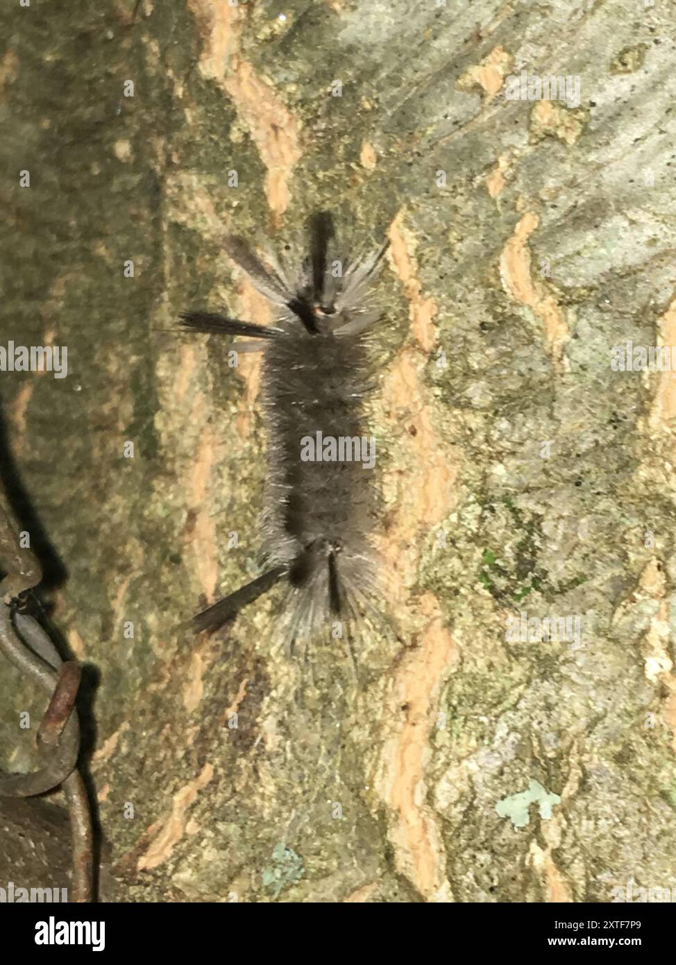 Banded Tussock Moth (Halysidota tessellaris) Insecta Stock Photo - Alamy