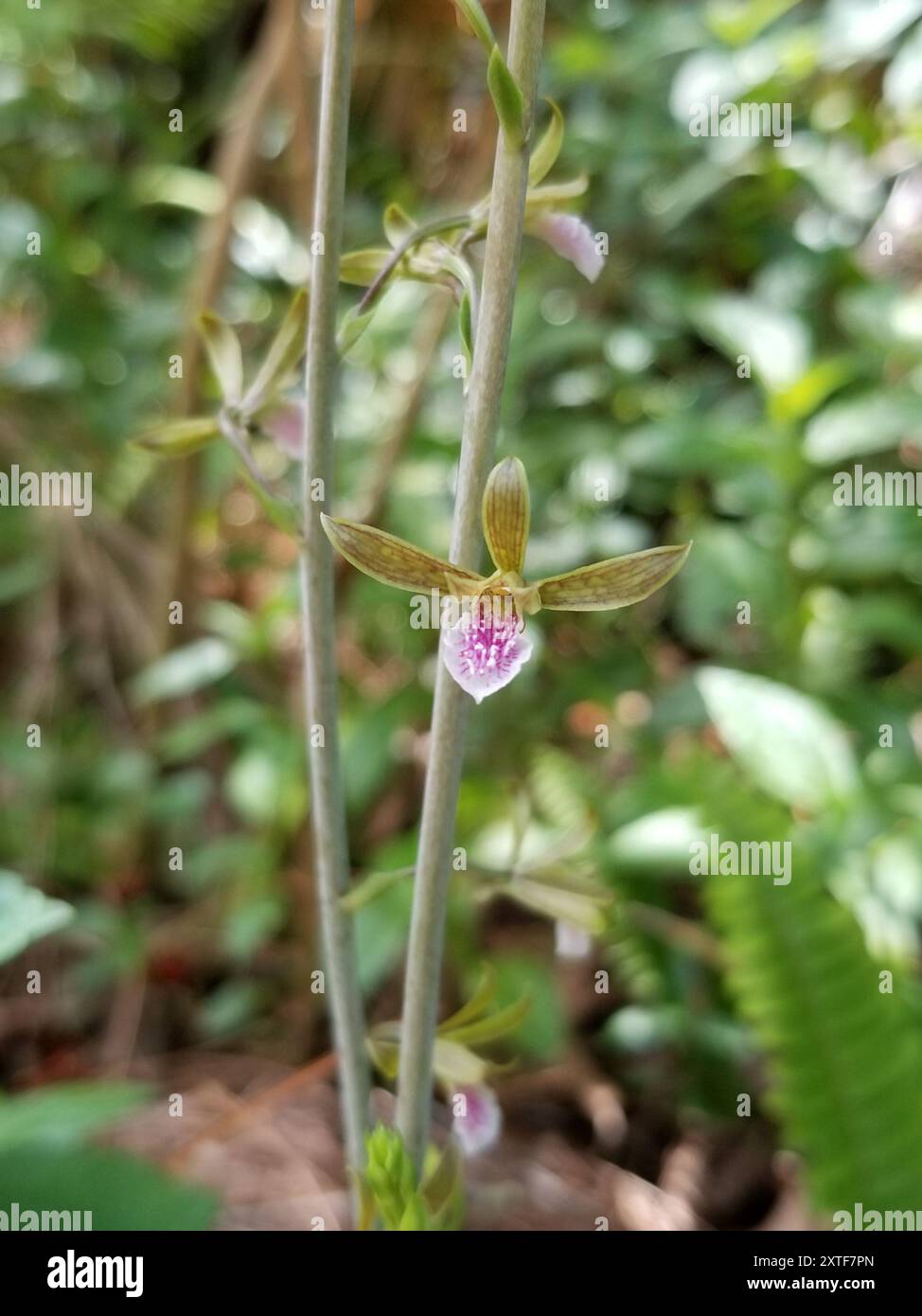 Orchid Chinese Crown Eulophia Graminea Terrestrial Ground Orchid