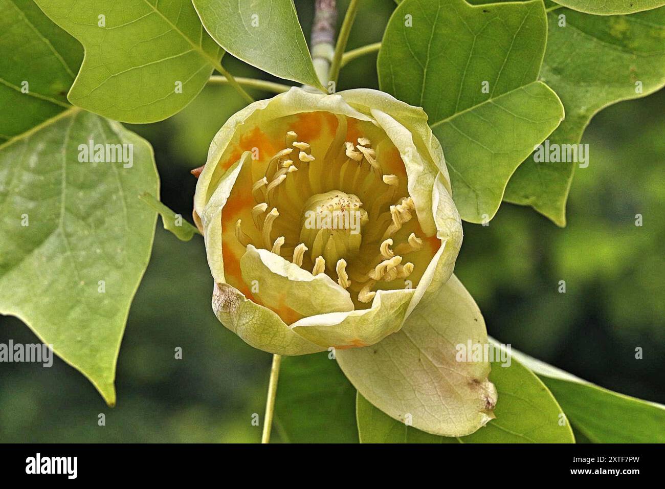 tulip tree (Liriodendron tulipifera) Plantae Stock Photo - Alamy