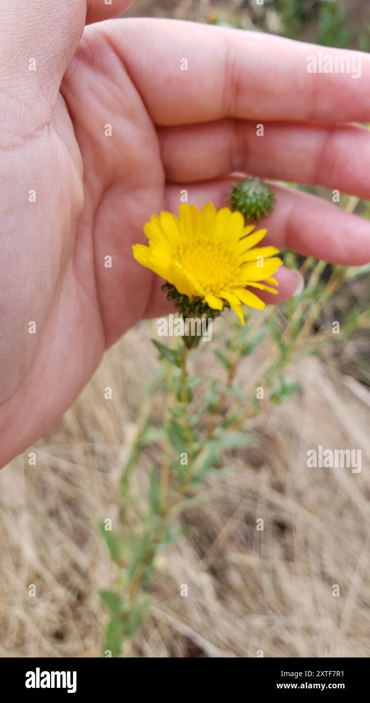Great Valley gumweed (Grindelia camporum) Plantae Stock Photo - Alamy