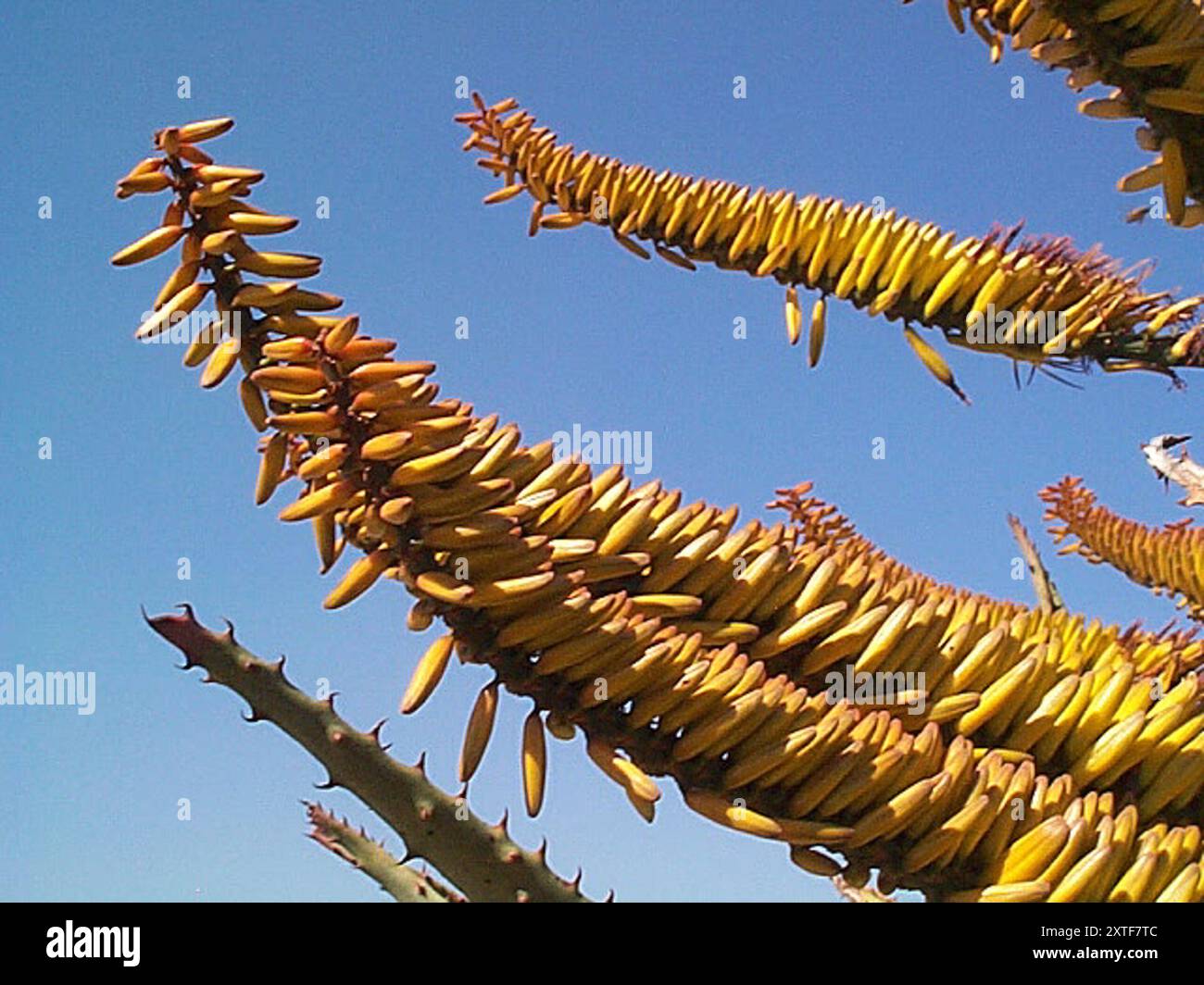 mountain aloe (Aloe marlothii) Plantae Stock Photo - Alamy