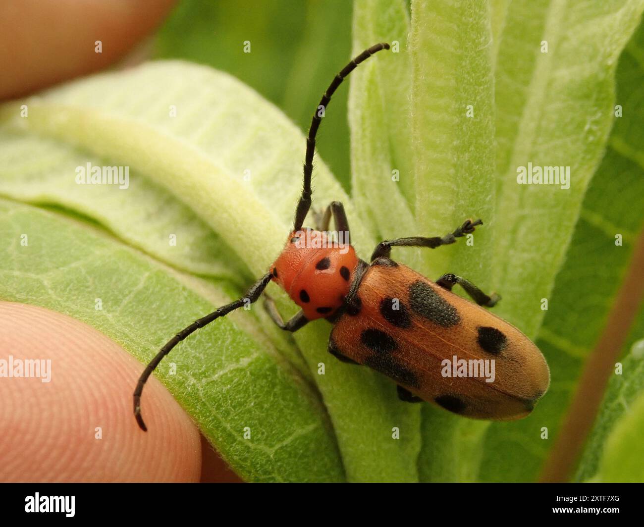 Red Milkweed Beetle (Tetraopes tetrophthalmus) Insecta Stock Photo - Alamy