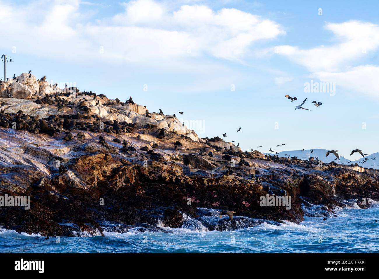 Photograph of cape fur seals (Arctocephalus pusillus) on Seal Island ...