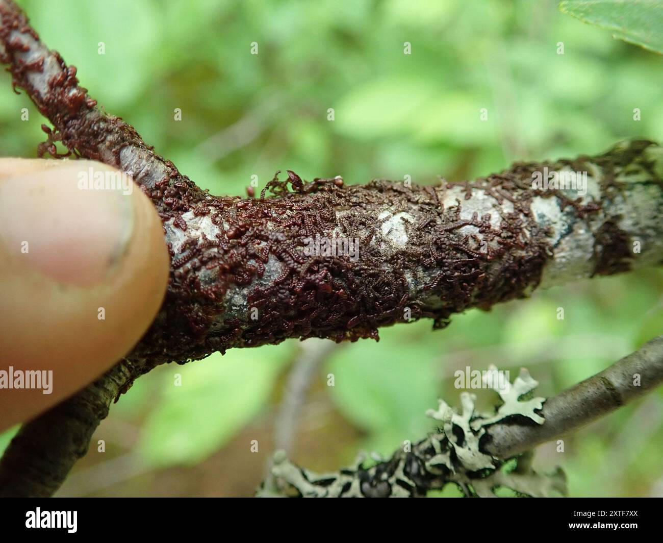 (Frullania tamarisci) Plantae Stock Photo - Alamy