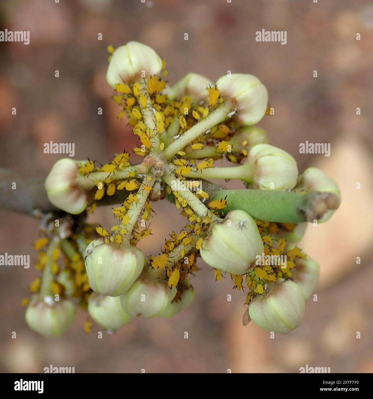 Common Caustic Vine (Cynanchum viminale viminale) Plantae Stock Photo ...