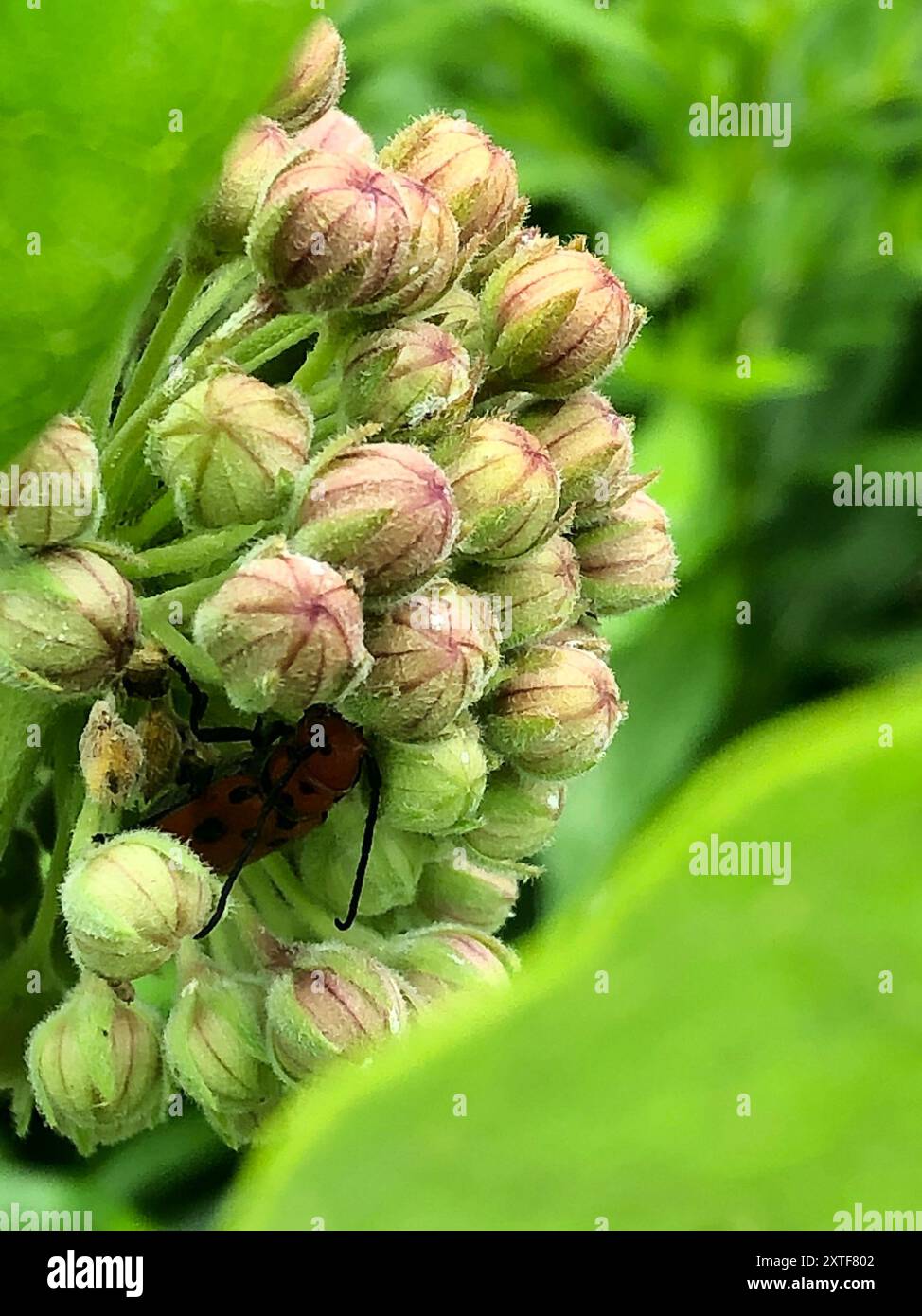 Red Milkweed Beetle (Tetraopes tetrophthalmus) Insecta Stock Photo - Alamy