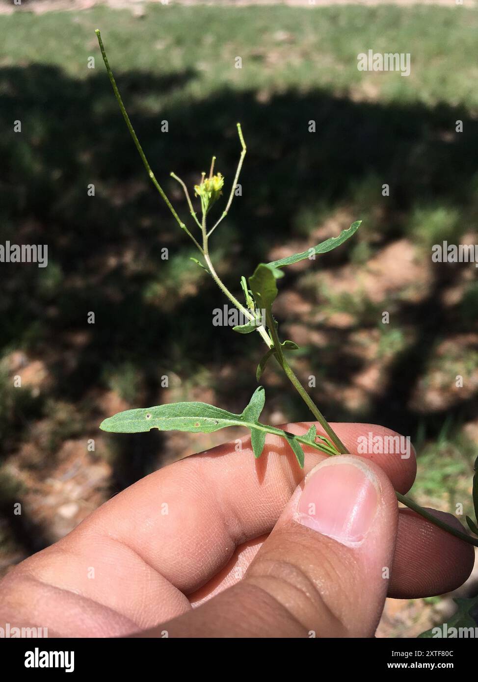 London rocket (Sisymbrium irio) Plantae Stock Photo - Alamy