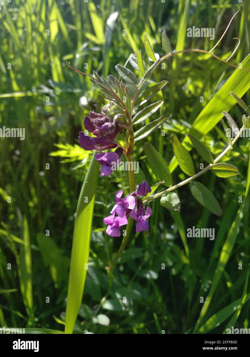 Bush Vetch (Vicia sepium) Plantae Stock Photo - Alamy