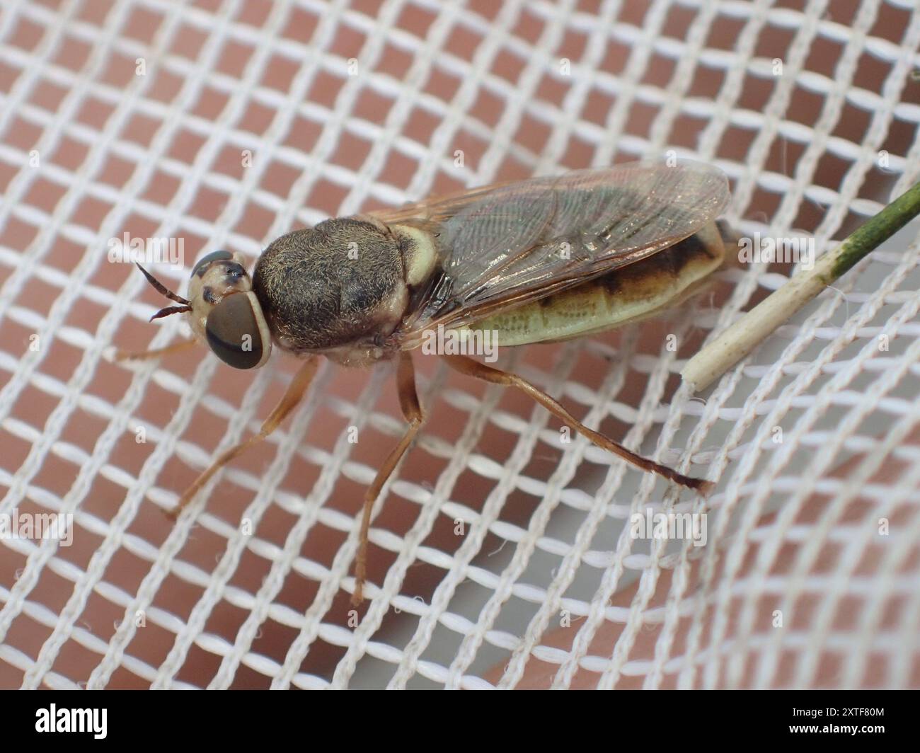 Microstoma hi-res stock photography and images - Alamy