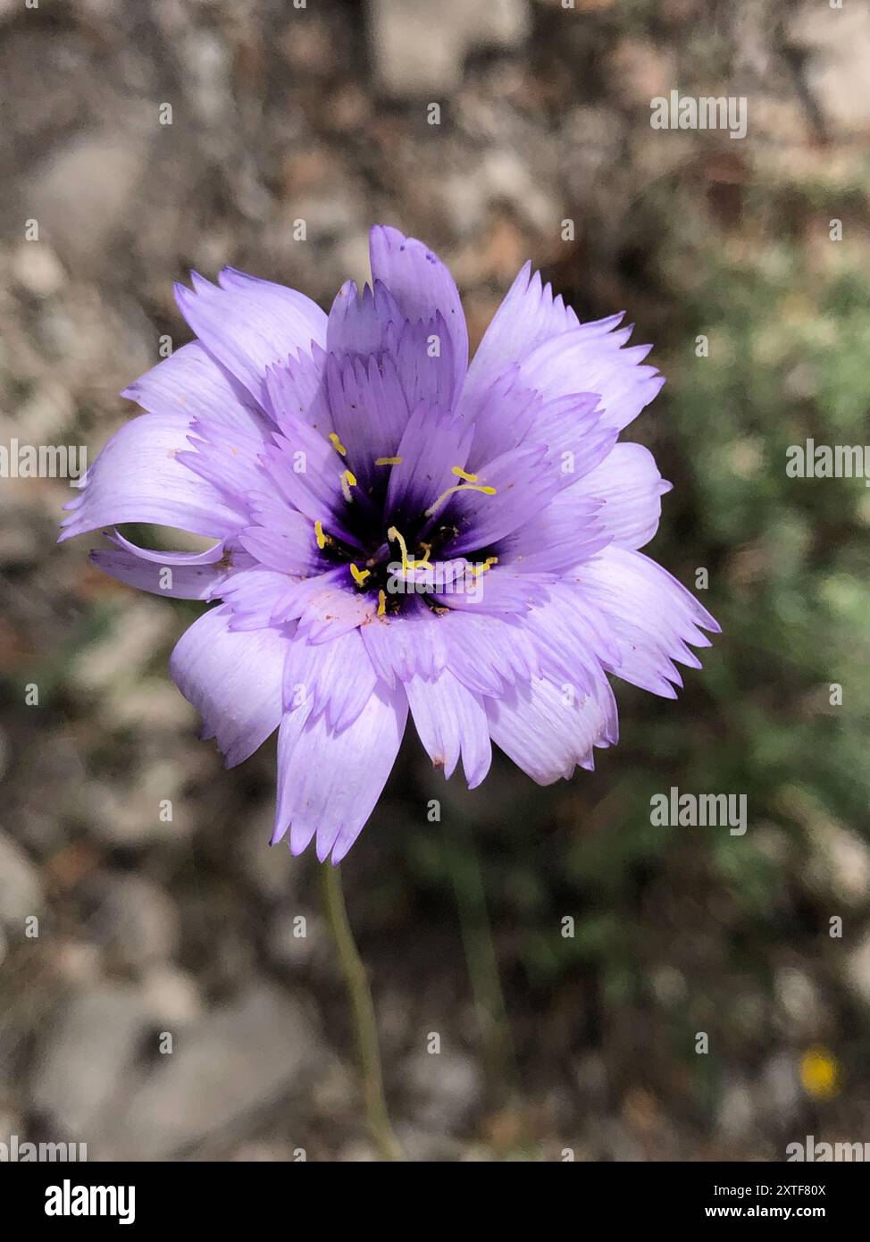 Cupid's-dart (Catananche caerulea) Plantae Stock Photo - Alamy