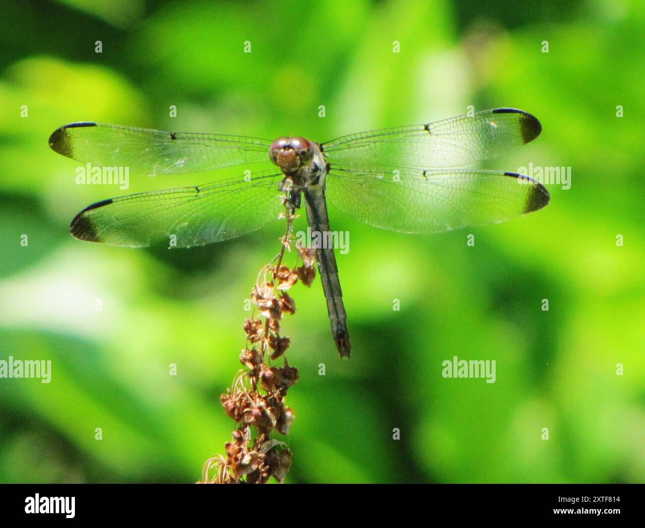 Great Blue Skimmer (Libellula vibrans) Insecta Stock Photo - Alamy