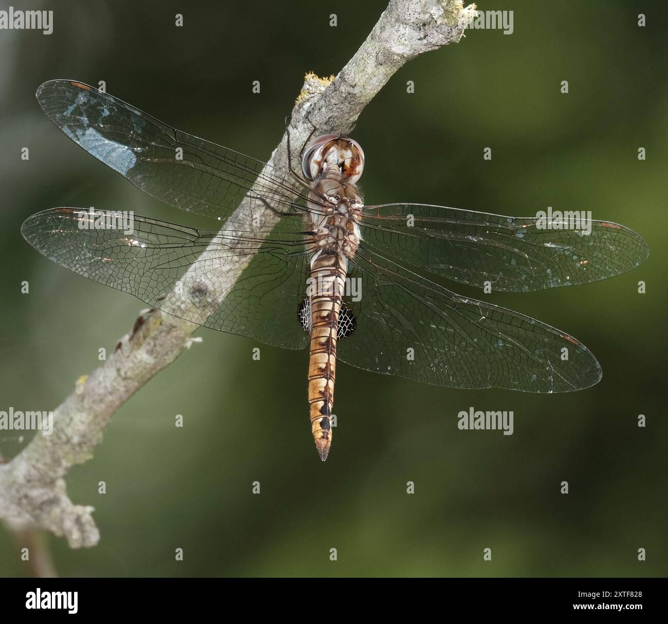 Spot-winged Glider (Pantala hymenaea) Insecta Stock Photo - Alamy