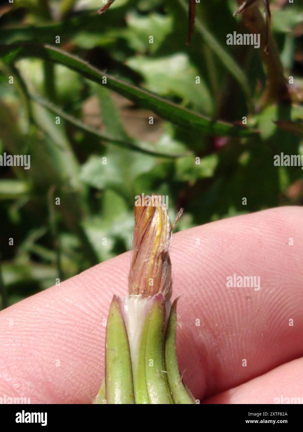 False Hawkbit (Urospermum picroides) Plantae Stock Photo - Alamy