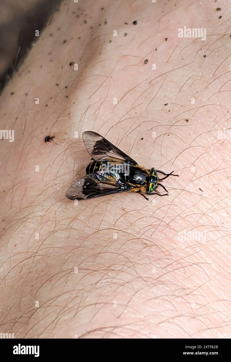Deer Flies (Chrysops) Insecta Stock Photo - Alamy