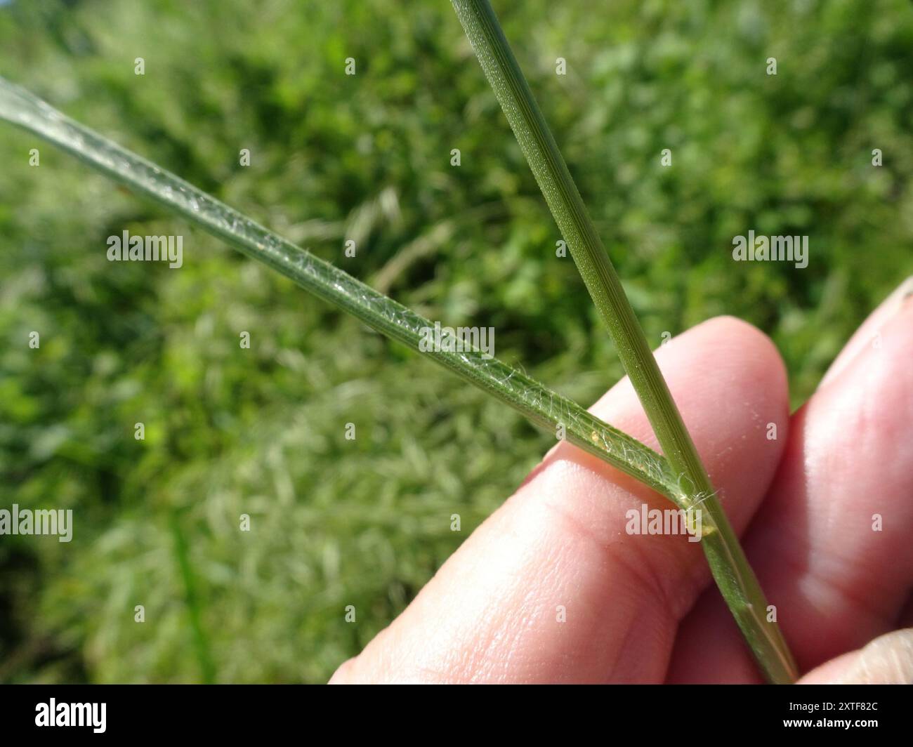 Field Brome (Bromus arvensis) Plantae Stock Photo - Alamy