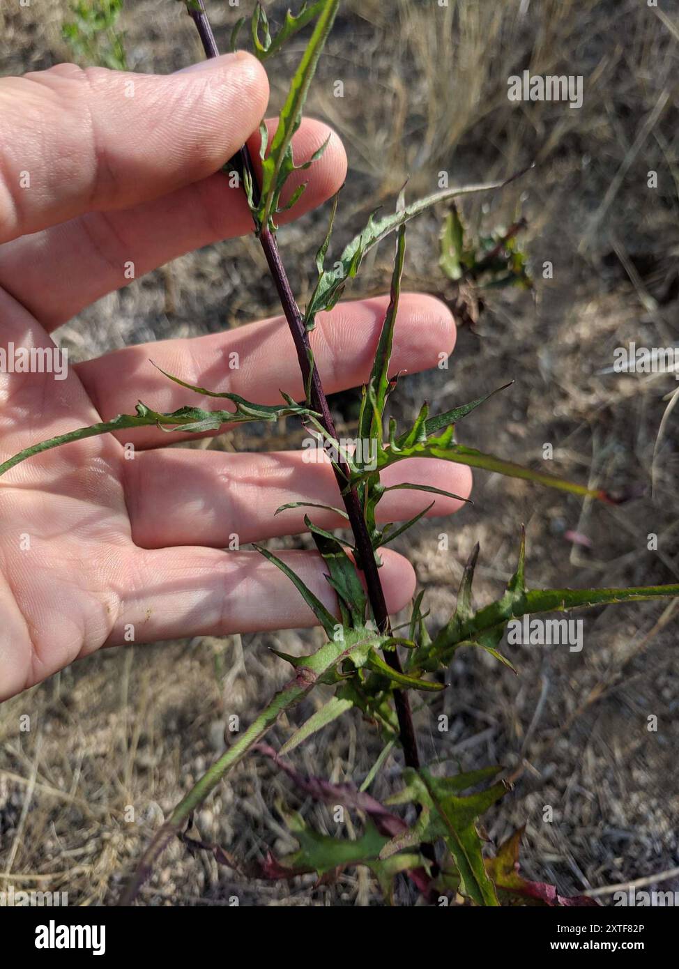 chicories, dandelions, and allies (Cichorioideae) Plantae Stock Photo ...