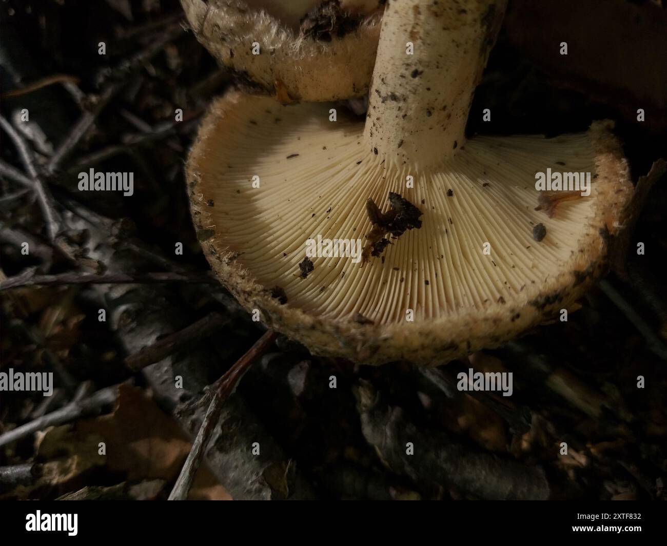 Downy milk cap (Lactarius pubescens) Fungi Stock Photo - Alamy