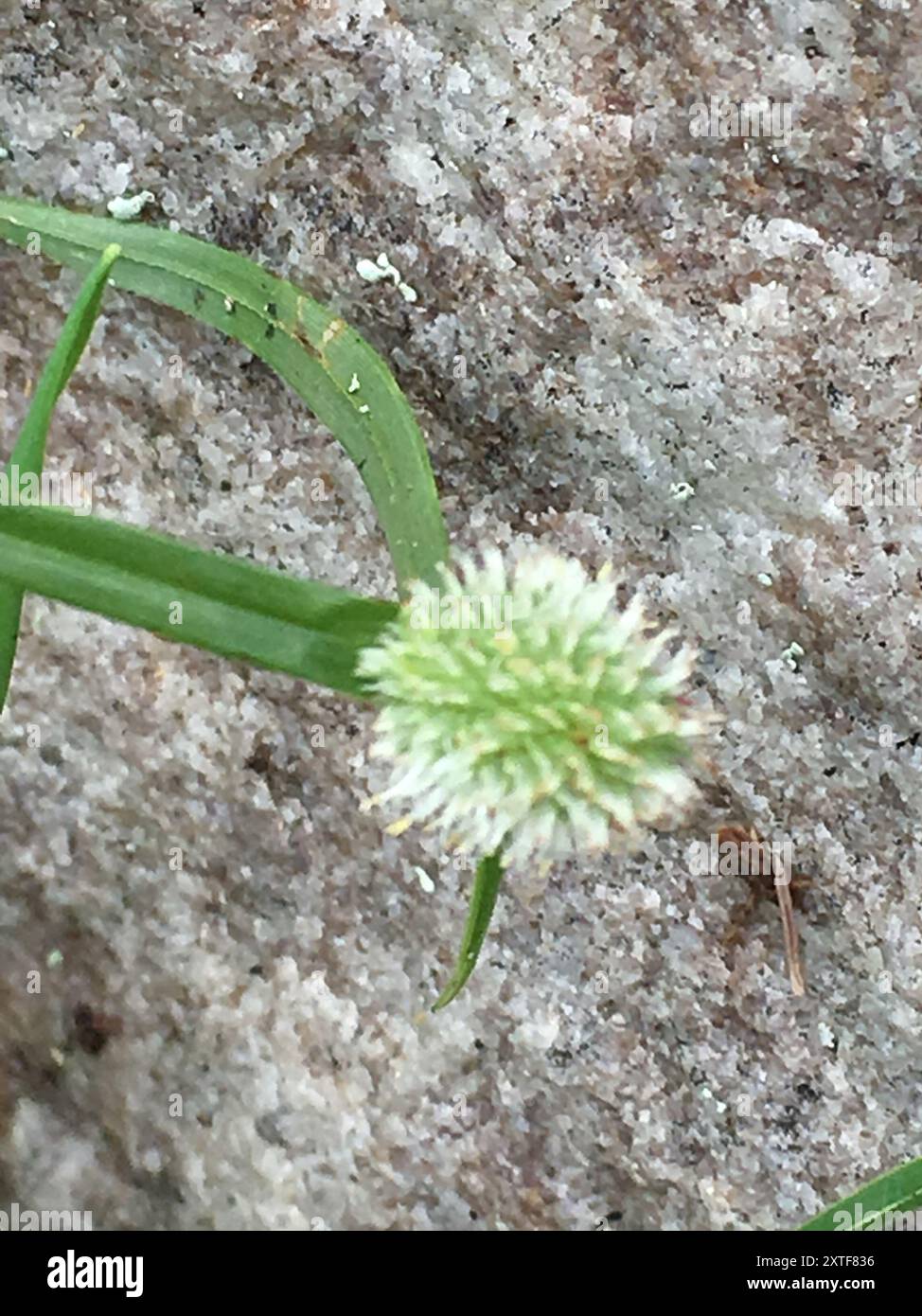 Shortleaf Spikesedge (Cyperus brevifolius) Plantae Stock Photo - Alamy