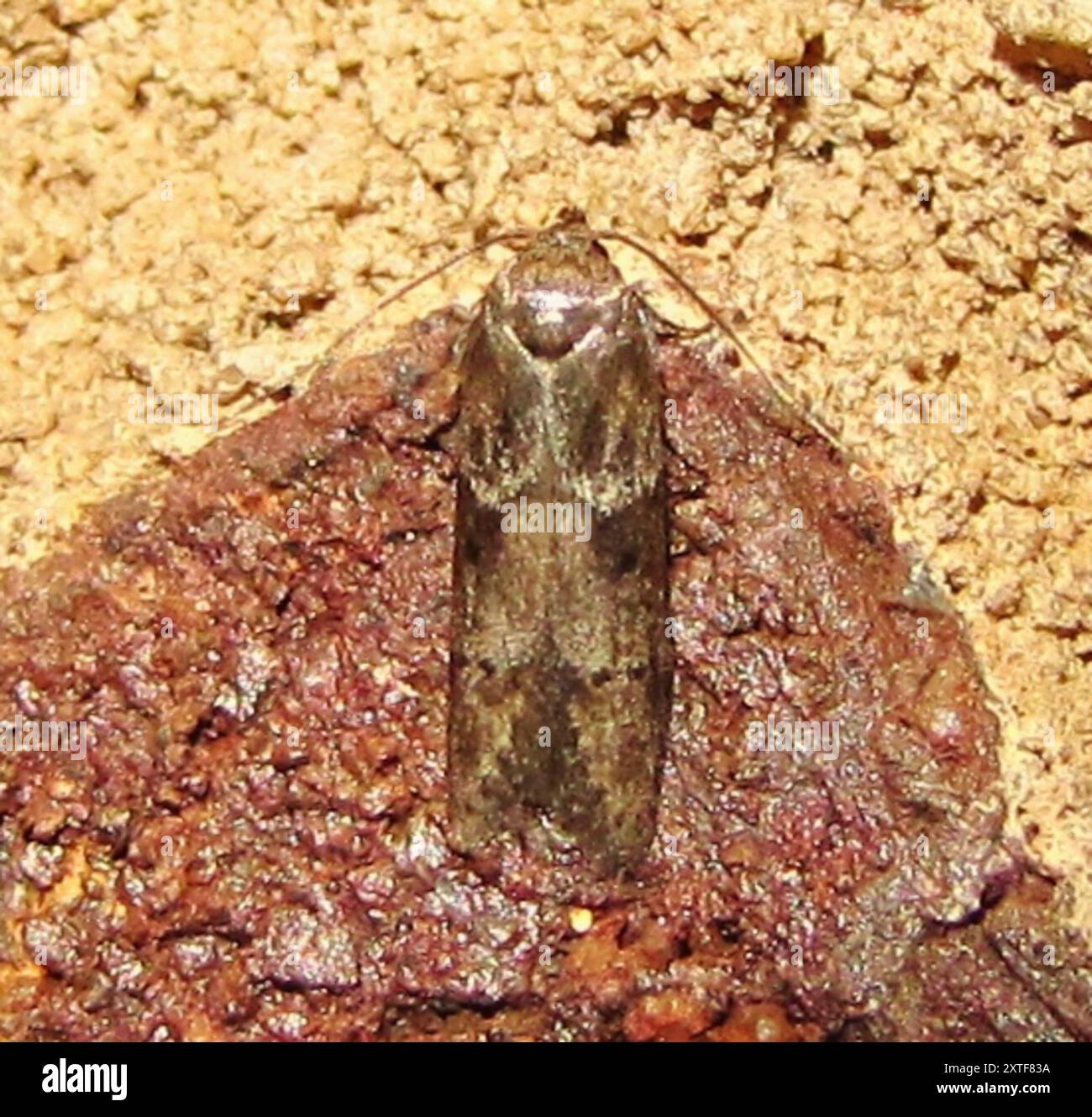 Acorn Moth (Blastobasis glandulella) Insecta Stock Photo - Alamy