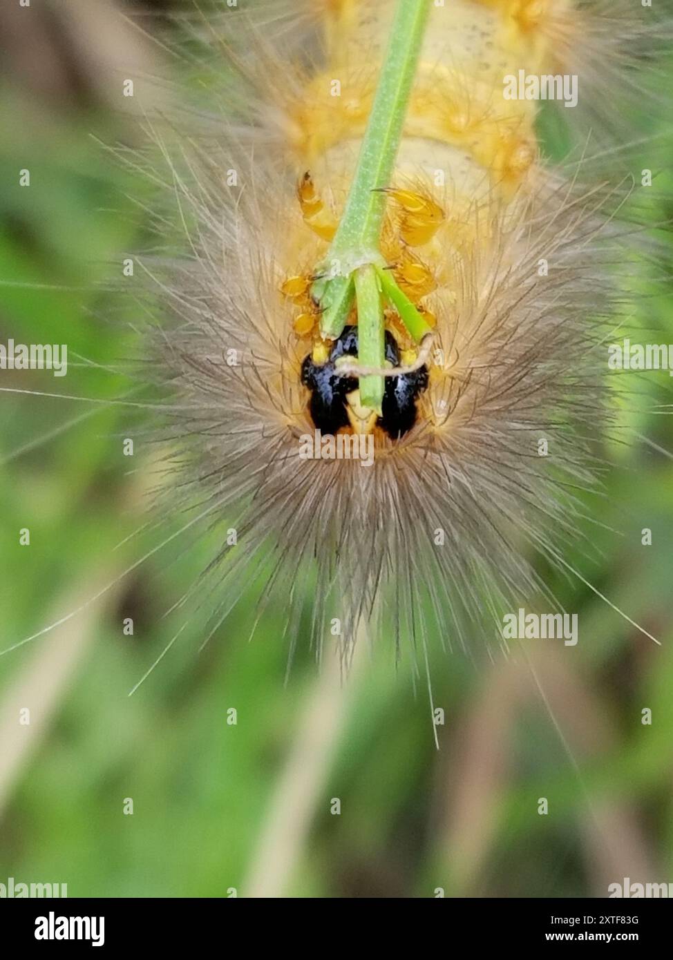 Salt Marsh Moth (Estigmene acrea) Insecta Stock Photo - Alamy