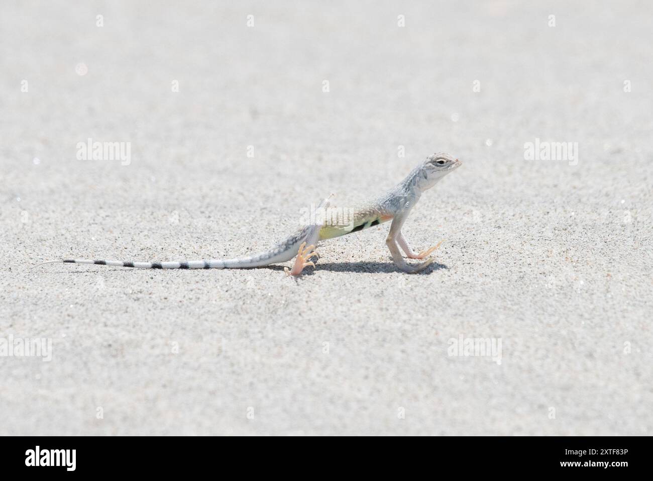 Zebra-tailed Lizard (Callisaurus draconoides) Reptilia Stock Photo - Alamy