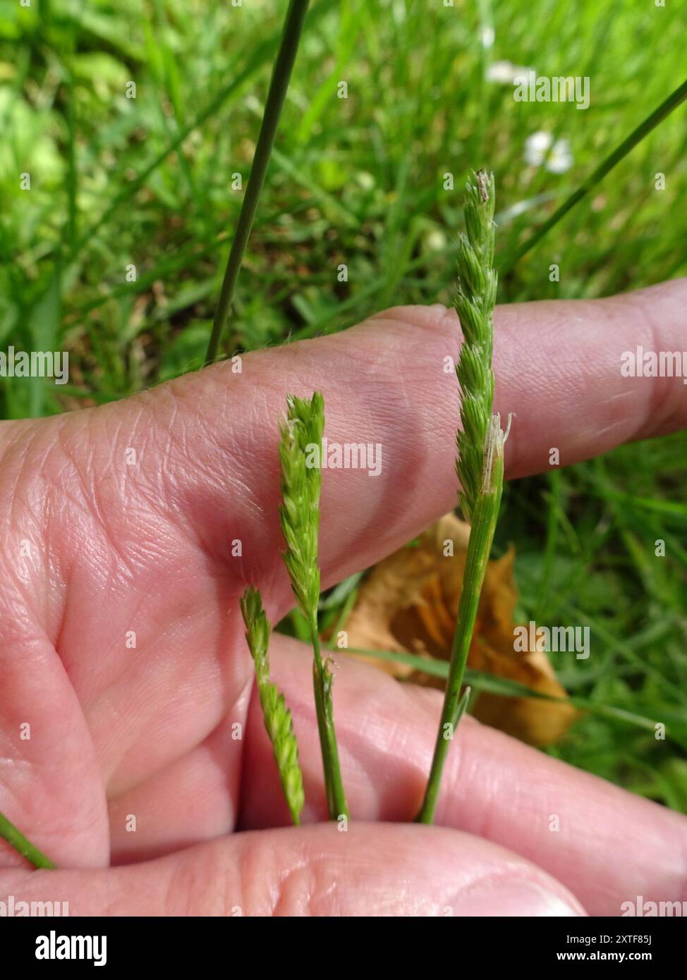 crested dogtail grass (Cynosurus cristatus) Plantae Stock Photo - Alamy