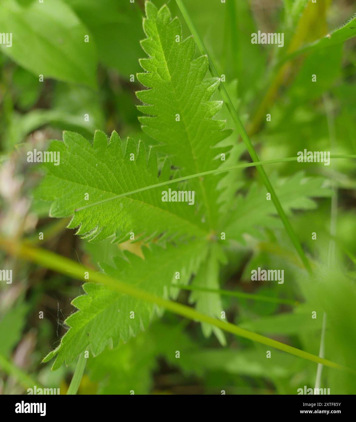 sulphur cinquefoil (Potentilla recta) Plantae Stock Photo - Alamy