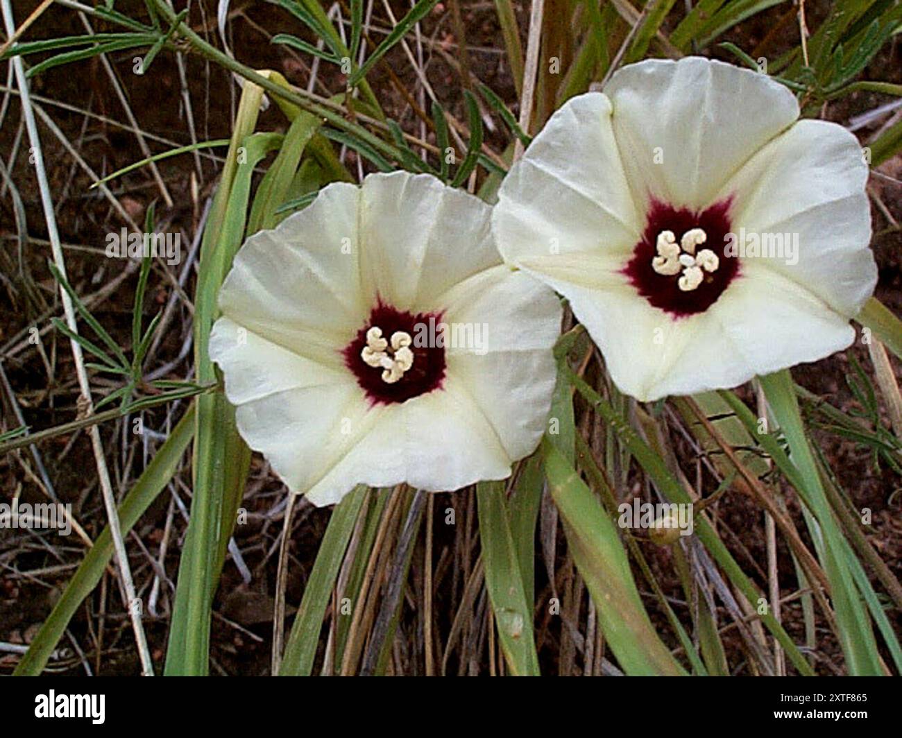 (Merremia palmata) Plantae Stock Photo - Alamy
