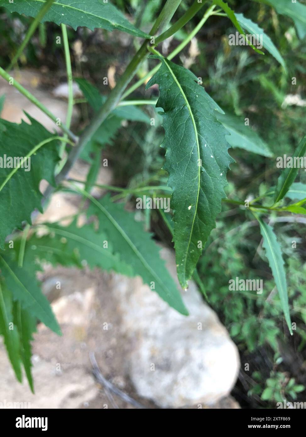 London rocket (Sisymbrium irio) Plantae Stock Photo - Alamy