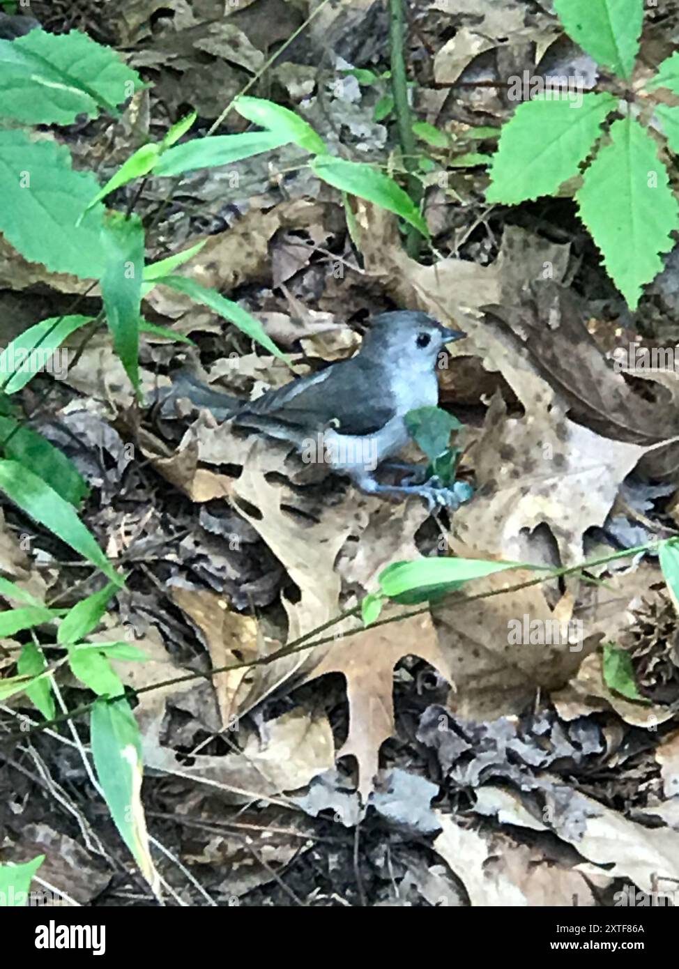 Tufted Titmouse (Baeolophus bicolor) Aves Stock Photo - Alamy
