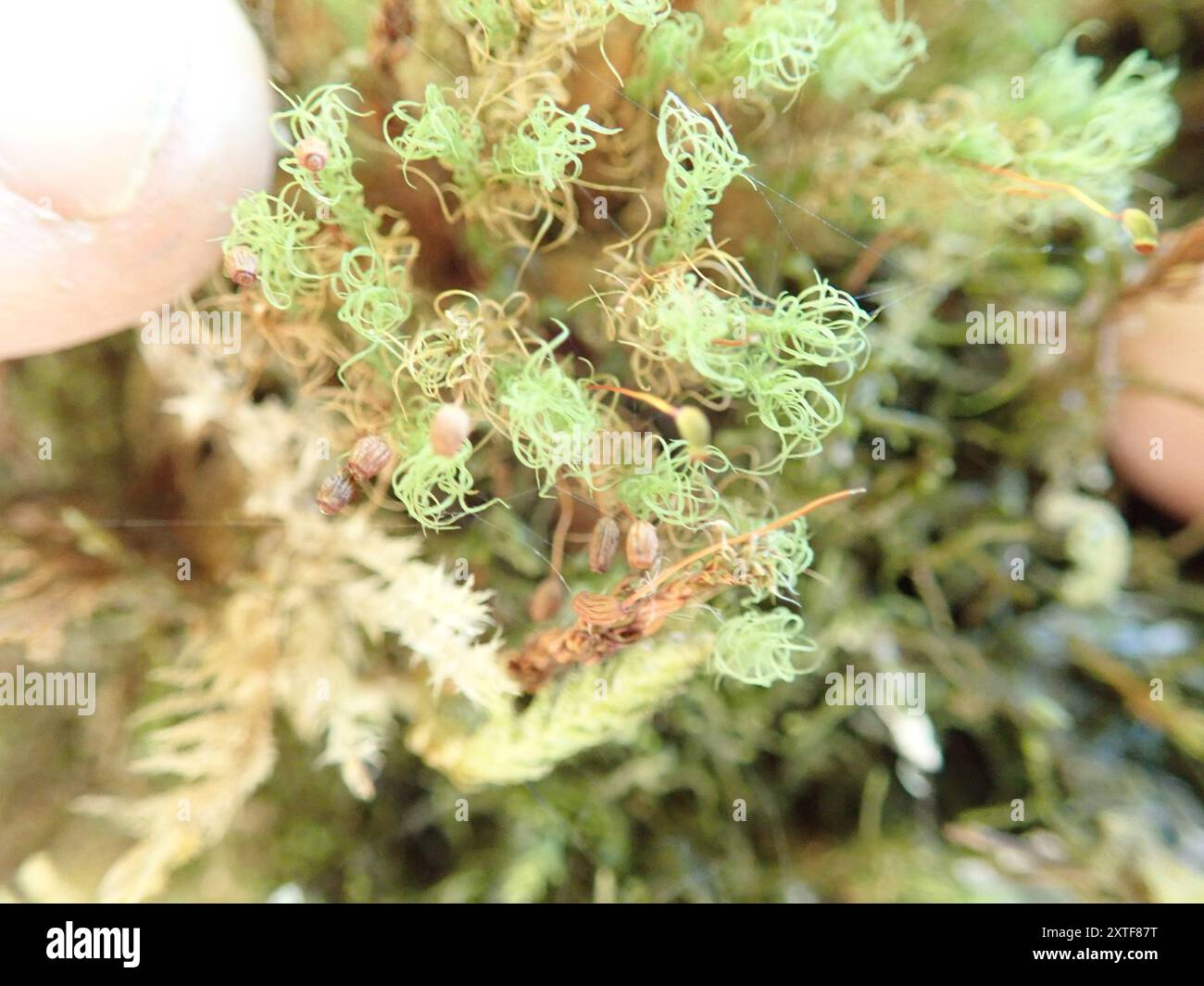 Common Apple-moss (Bartramia pomiformis) Plantae Stock Photo - Alamy