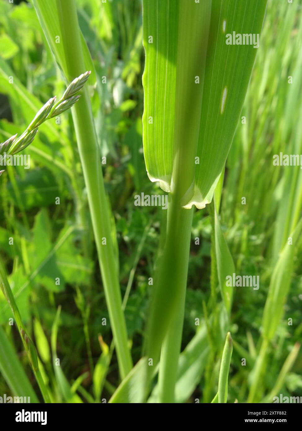 wild oat (Avena fatua) Plantae Stock Photo - Alamy