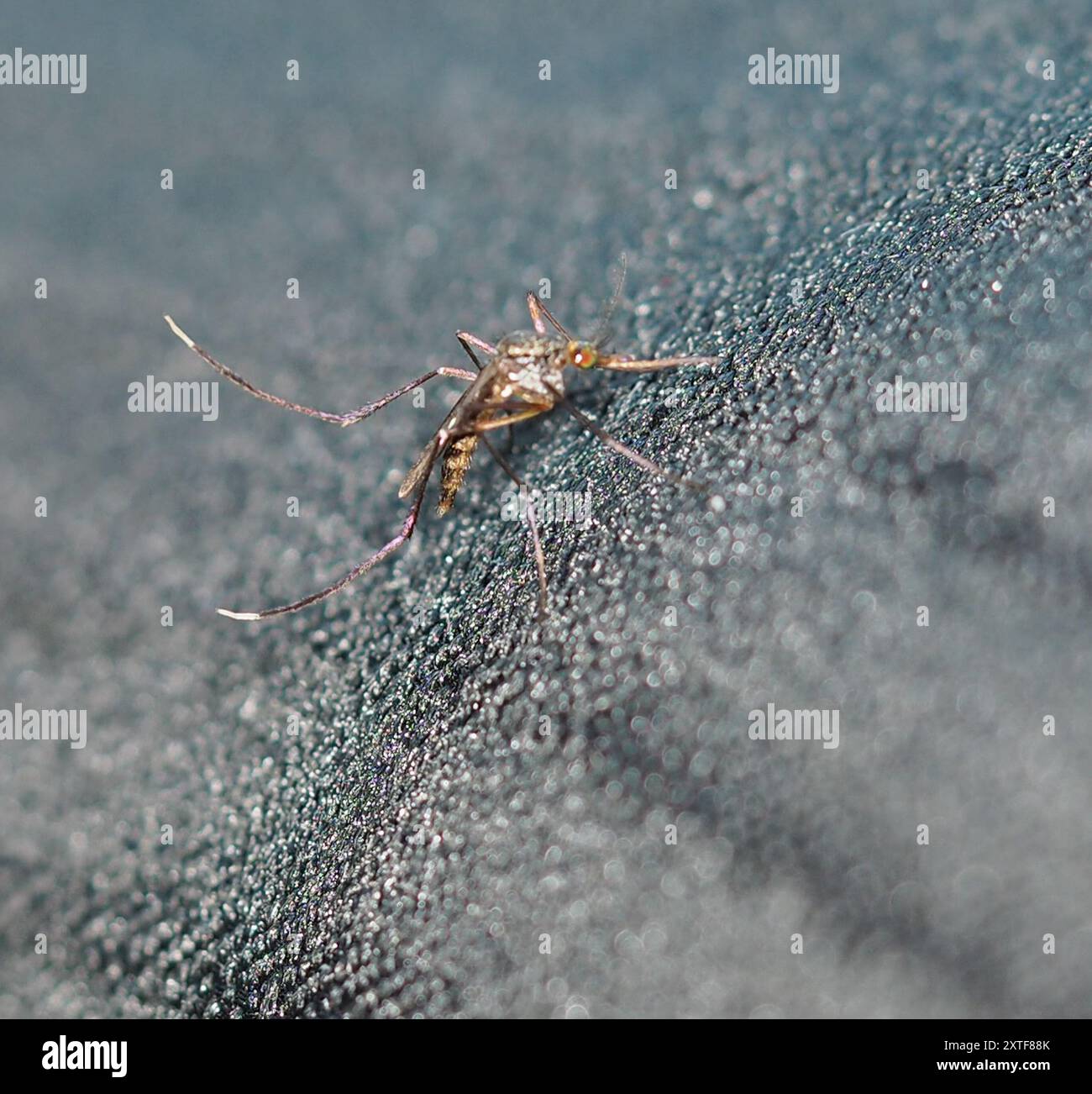 White-footed Woods Mosquito (Psorophora ferox) Insecta Stock Photo - Alamy