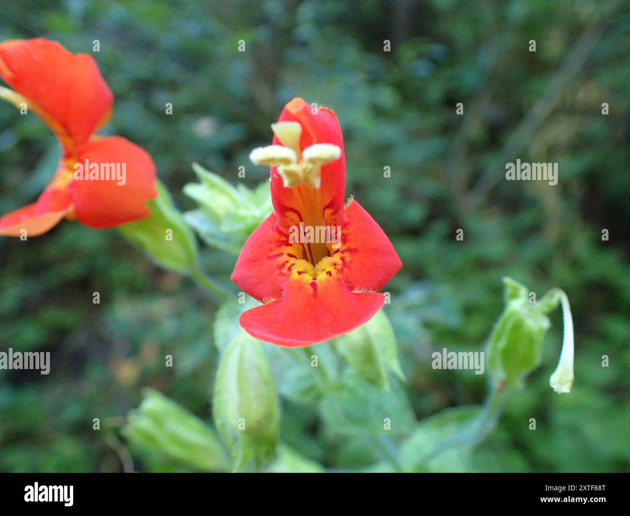 scarlet monkeyflower (Erythranthe cardinalis) Plantae Stock Photo - Alamy