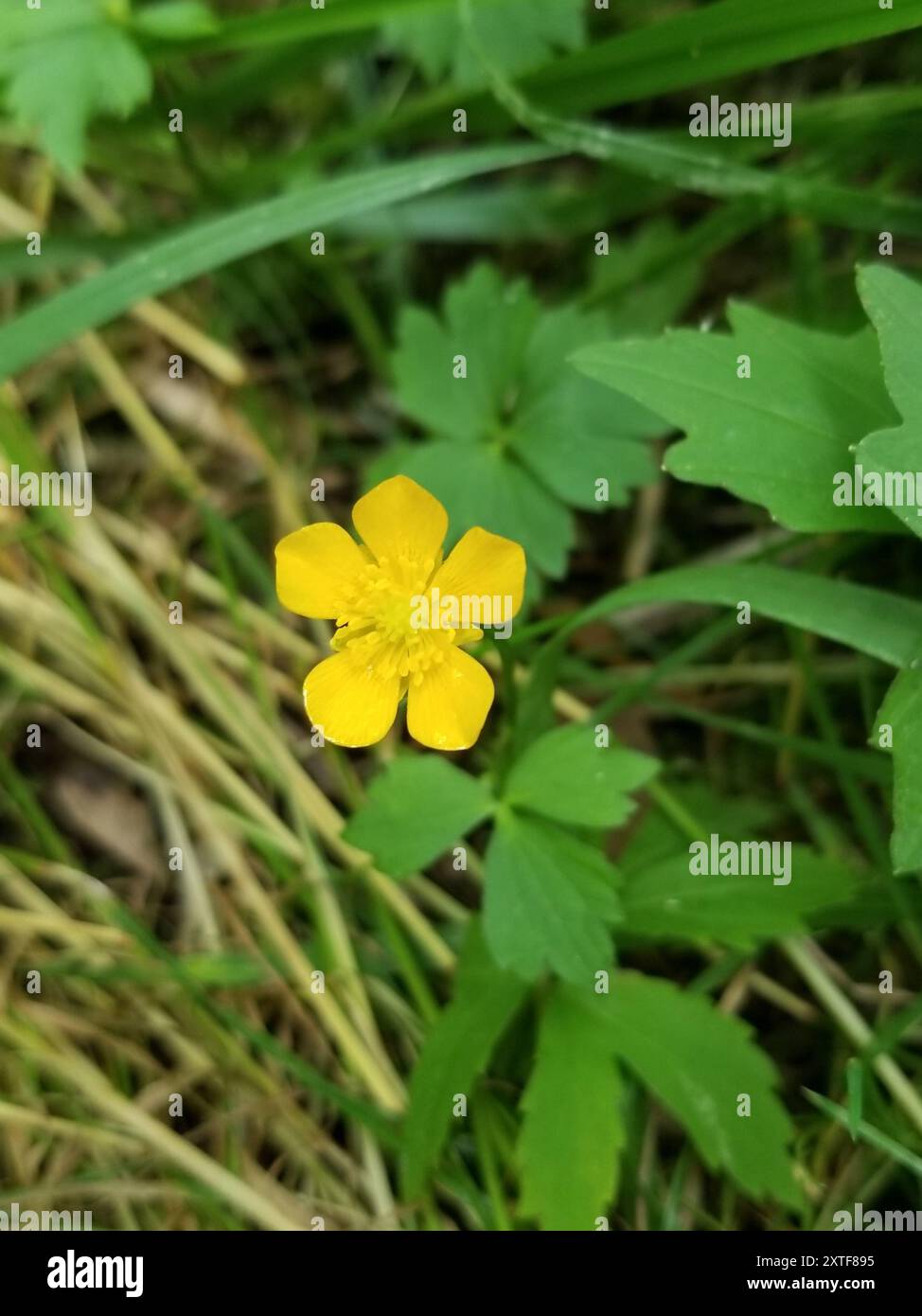 Creeping buttercup (Ranunculus repens) Plantae Stock Photo - Alamy