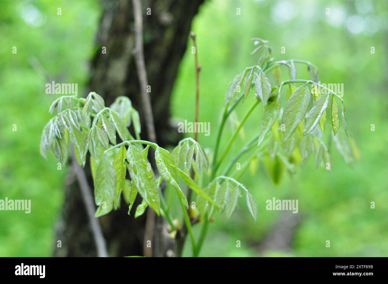 amur maackia (Maackia amurensis) Plantae Stock Photo - Alamy