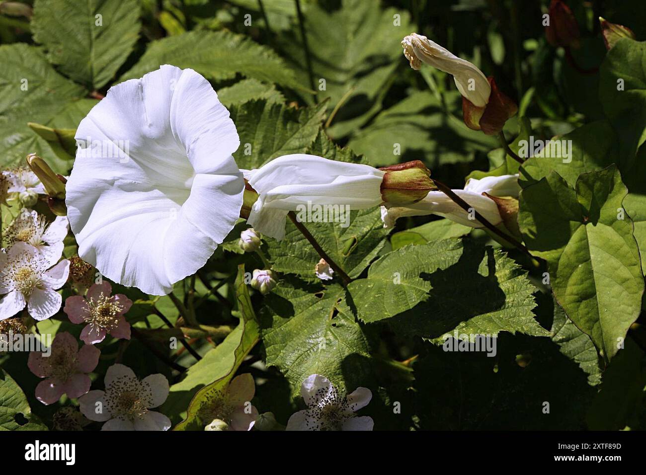 large bindweed (Calystegia silvatica) Plantae Stock Photo - Alamy