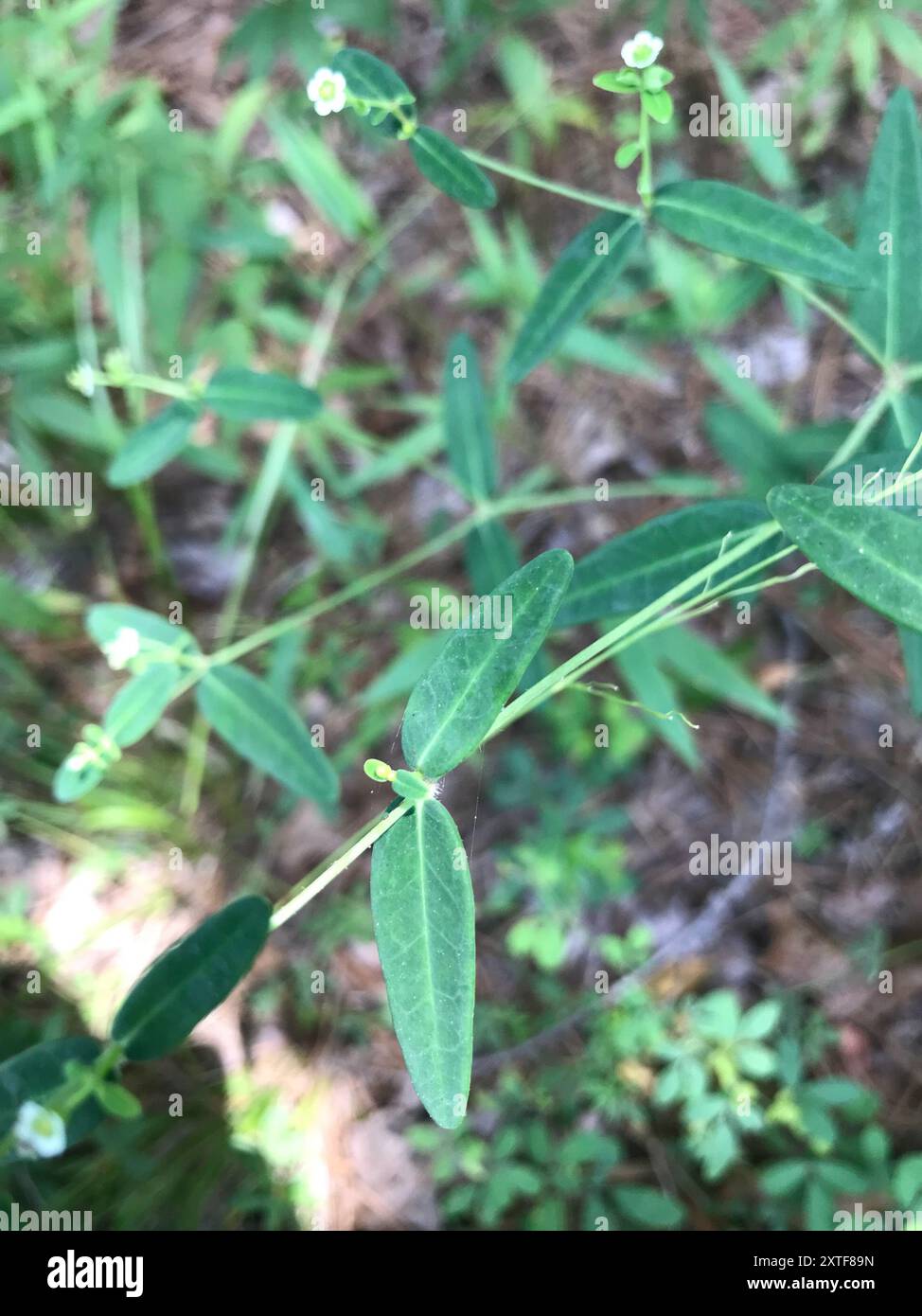 False Flowering Spurge (Euphorbia pubentissima) Plantae Stock Photo - Alamy