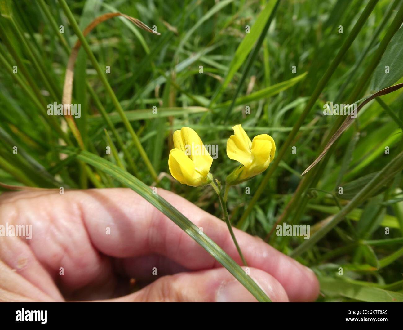 meadow pea (Lathyrus pratensis) Plantae Stock Photo - Alamy