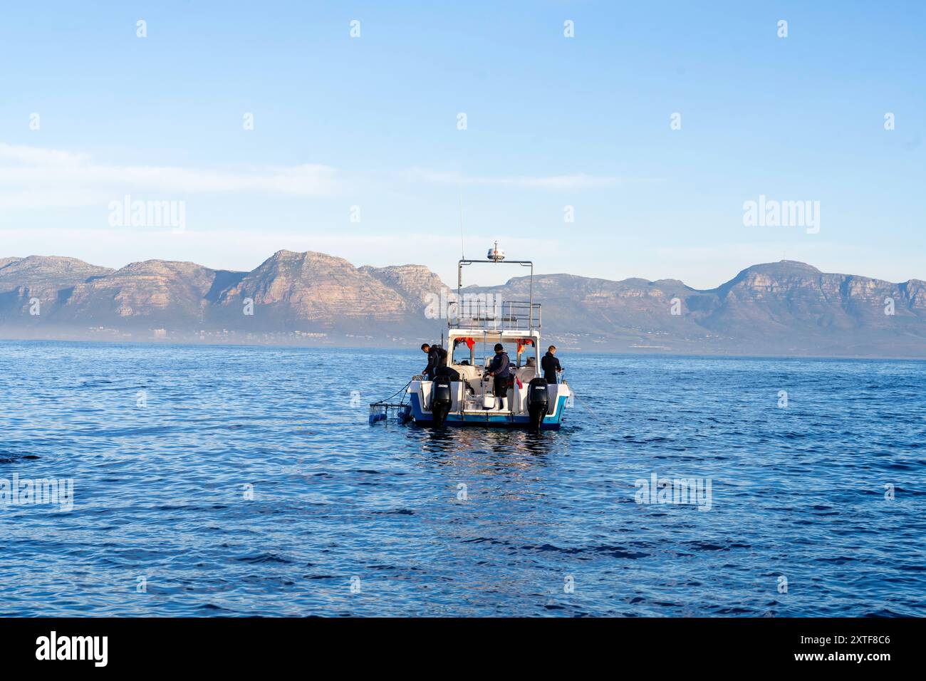 Preparing to view copper sharks/bronze whaler sharks(Carcharhinus ...