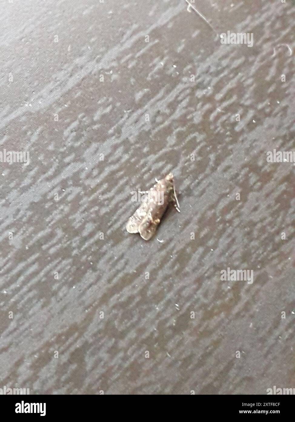 Dark Groundling (Bryotropha affinis) Insecta Stock Photo - Alamy