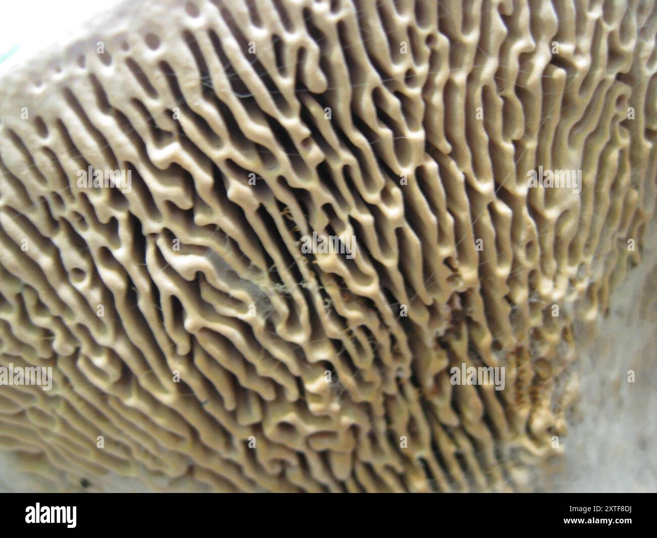Oak mazegill (Fomitopsis quercina) Fungi Stock Photo - Alamy