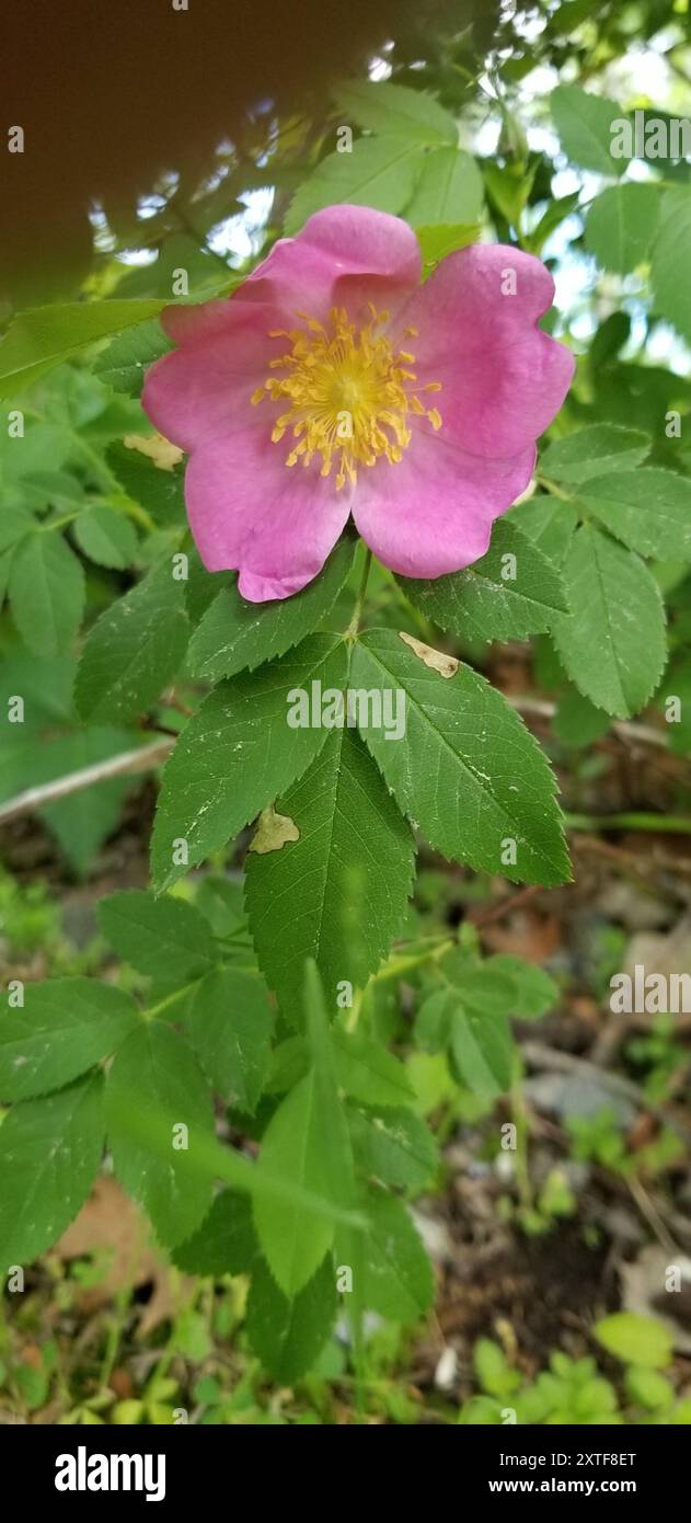 swamp rose (Rosa palustris) Plantae Stock Photo - Alamy