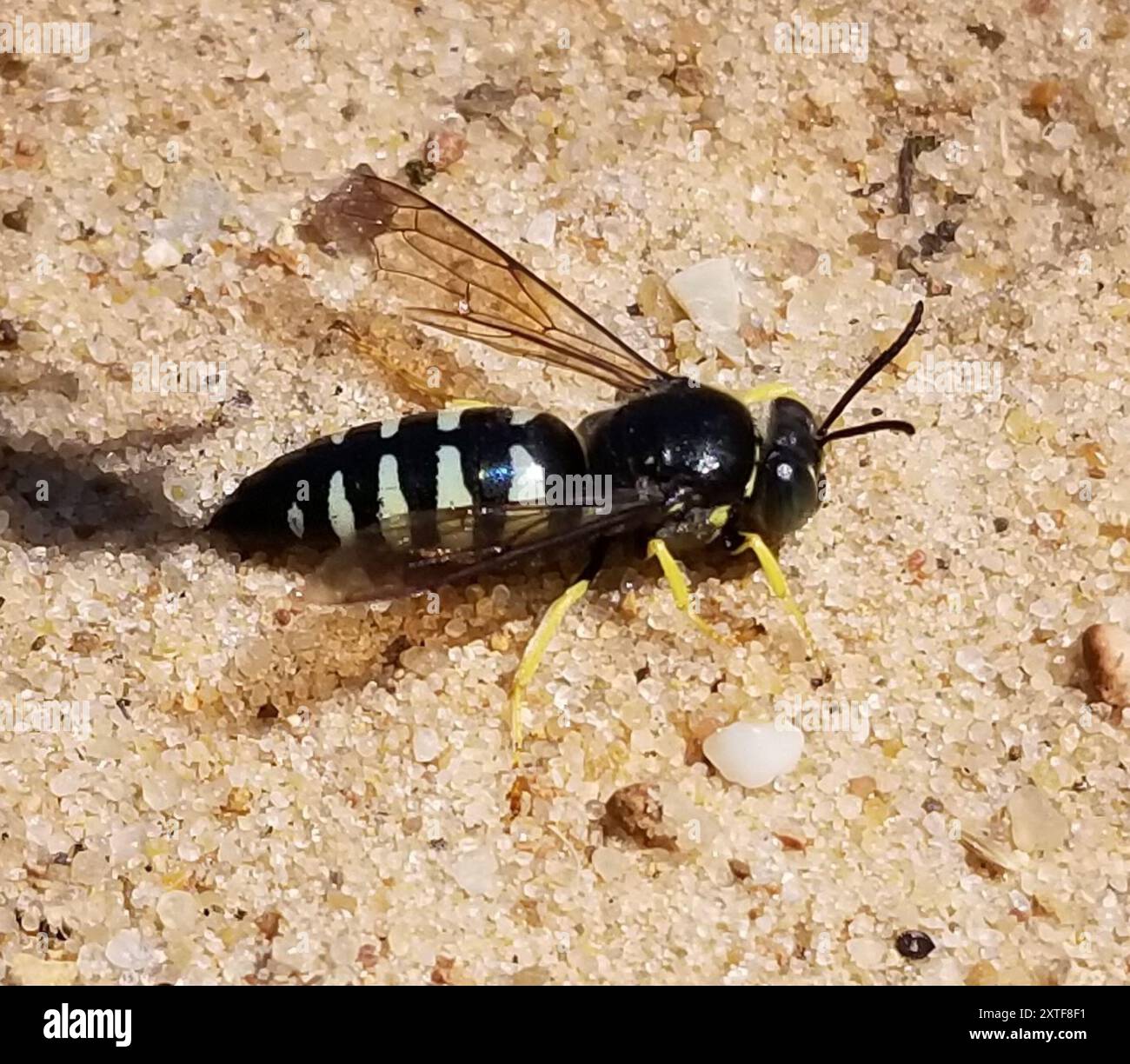 Four-banded Stink Bug Wasp (Bicyrtes quadrifasciatus) Insecta Stock ...