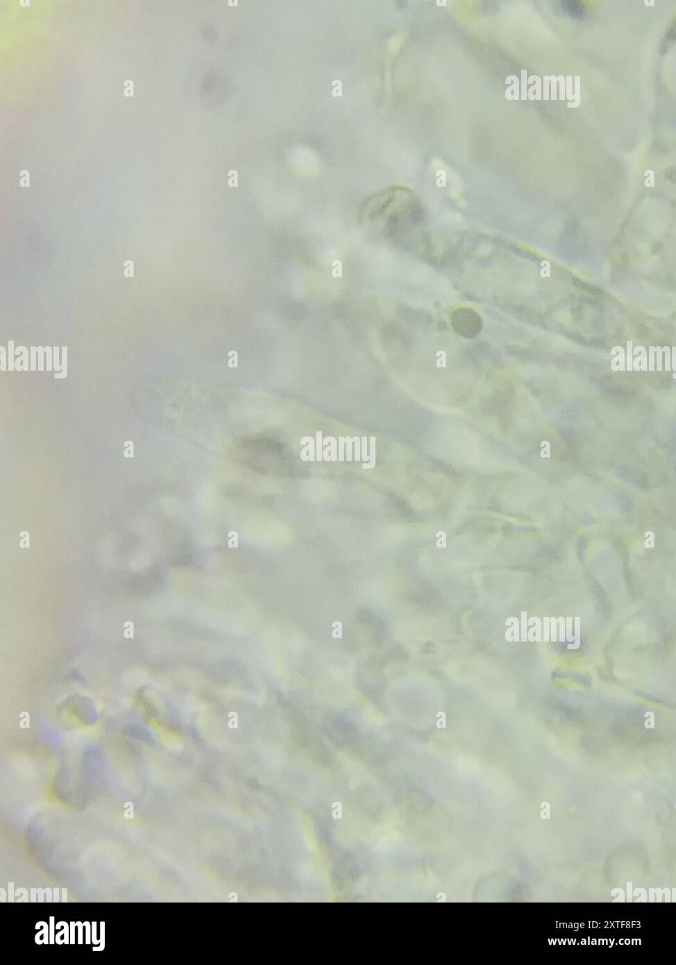 pinwheel family (Marasmiaceae) Fungi Stock Photo - Alamy