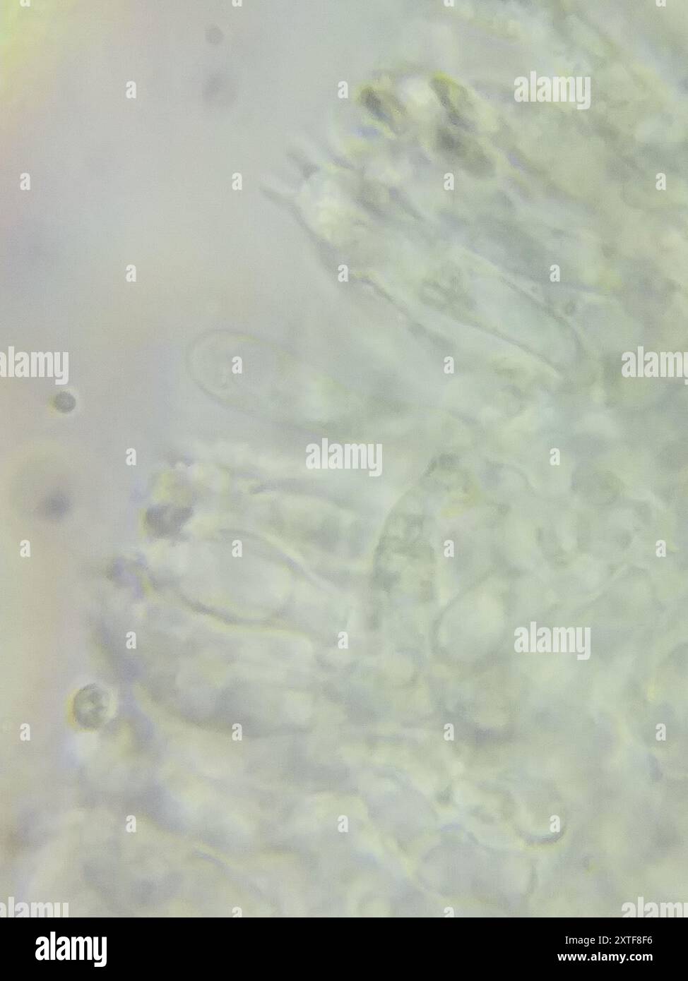 pinwheel family (Marasmiaceae) Fungi Stock Photo - Alamy