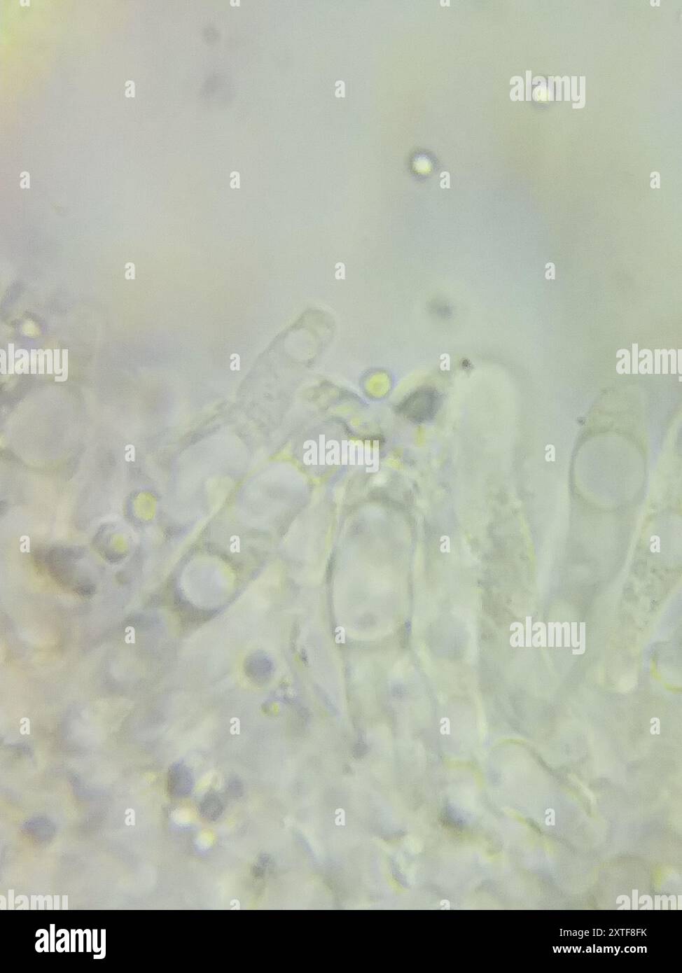 pinwheel family (Marasmiaceae) Fungi Stock Photo - Alamy